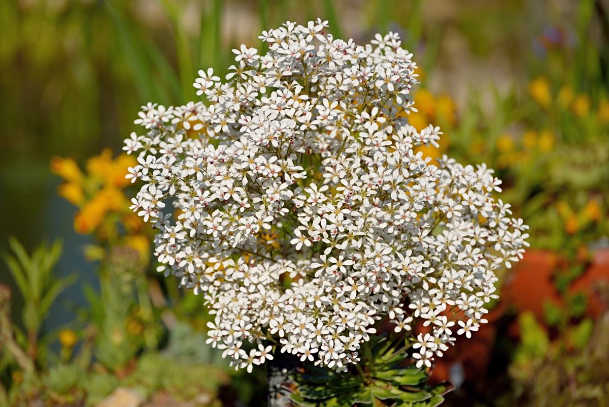 Saxifraga cotyledon 'Pyramidalis'