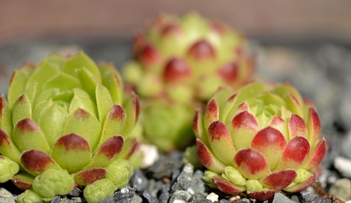 Sempervivum atlanticum